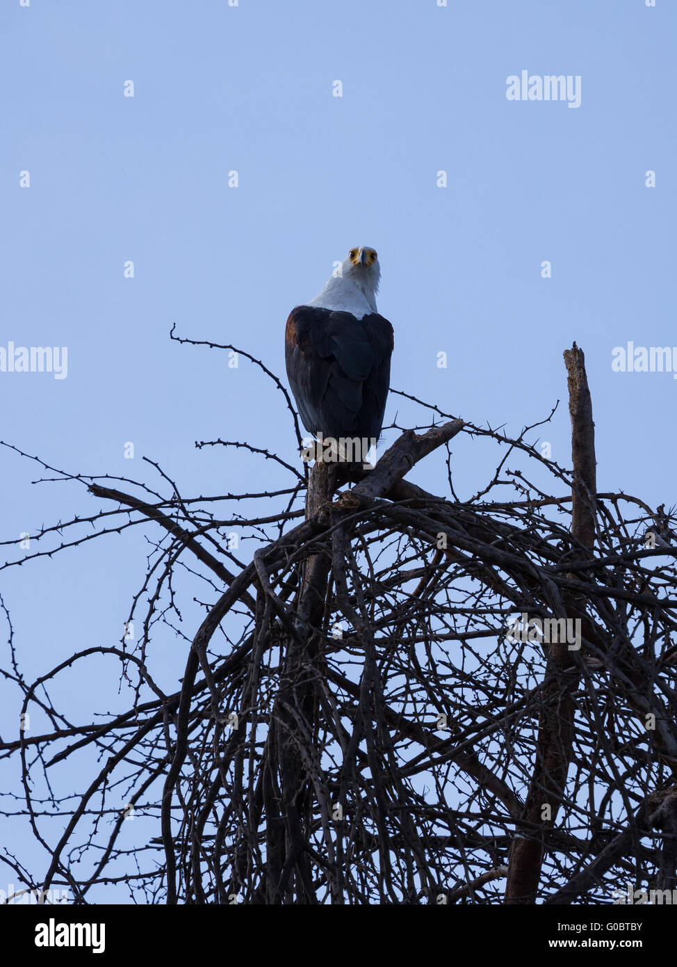 African Fish-Eagle turning its head. Sitting atop a tree at Lake ...
