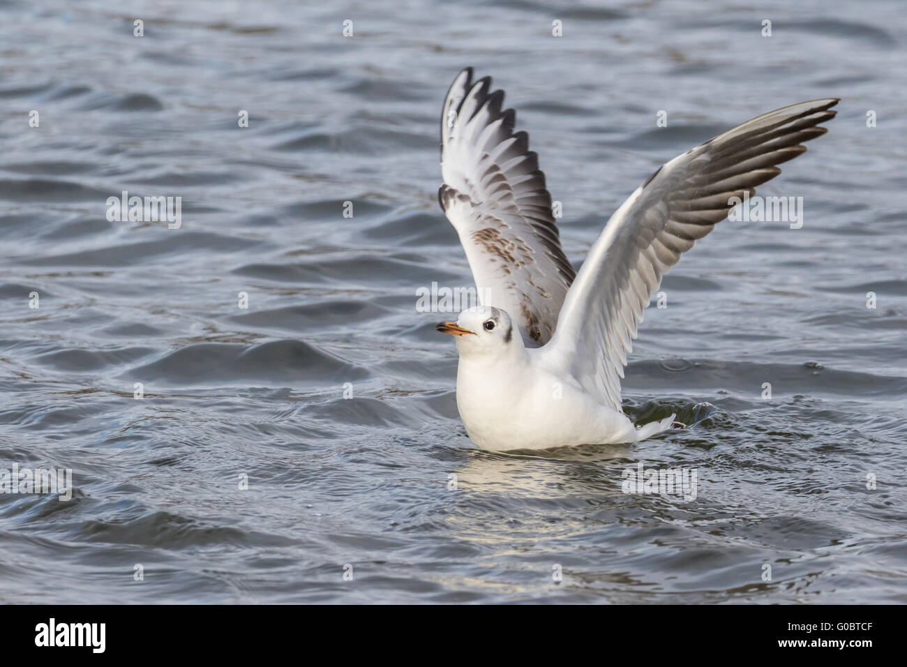 Close up view of seagull landing in water Stock Photo - Alamy