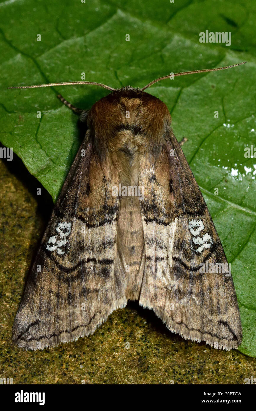 Figure of eighty (Tethea ocularis) moth. Insect in the family ...