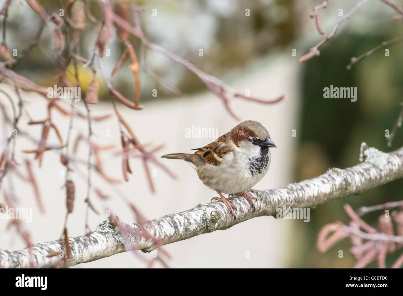 Female tree sparrow hi-res stock photography and images - Alamy