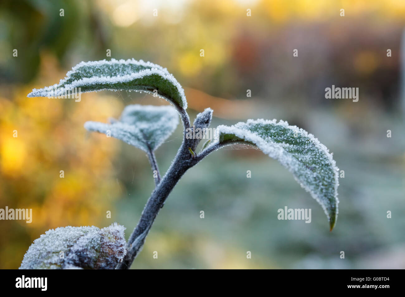frozen branch of apple tree Stock Photo - Alamy