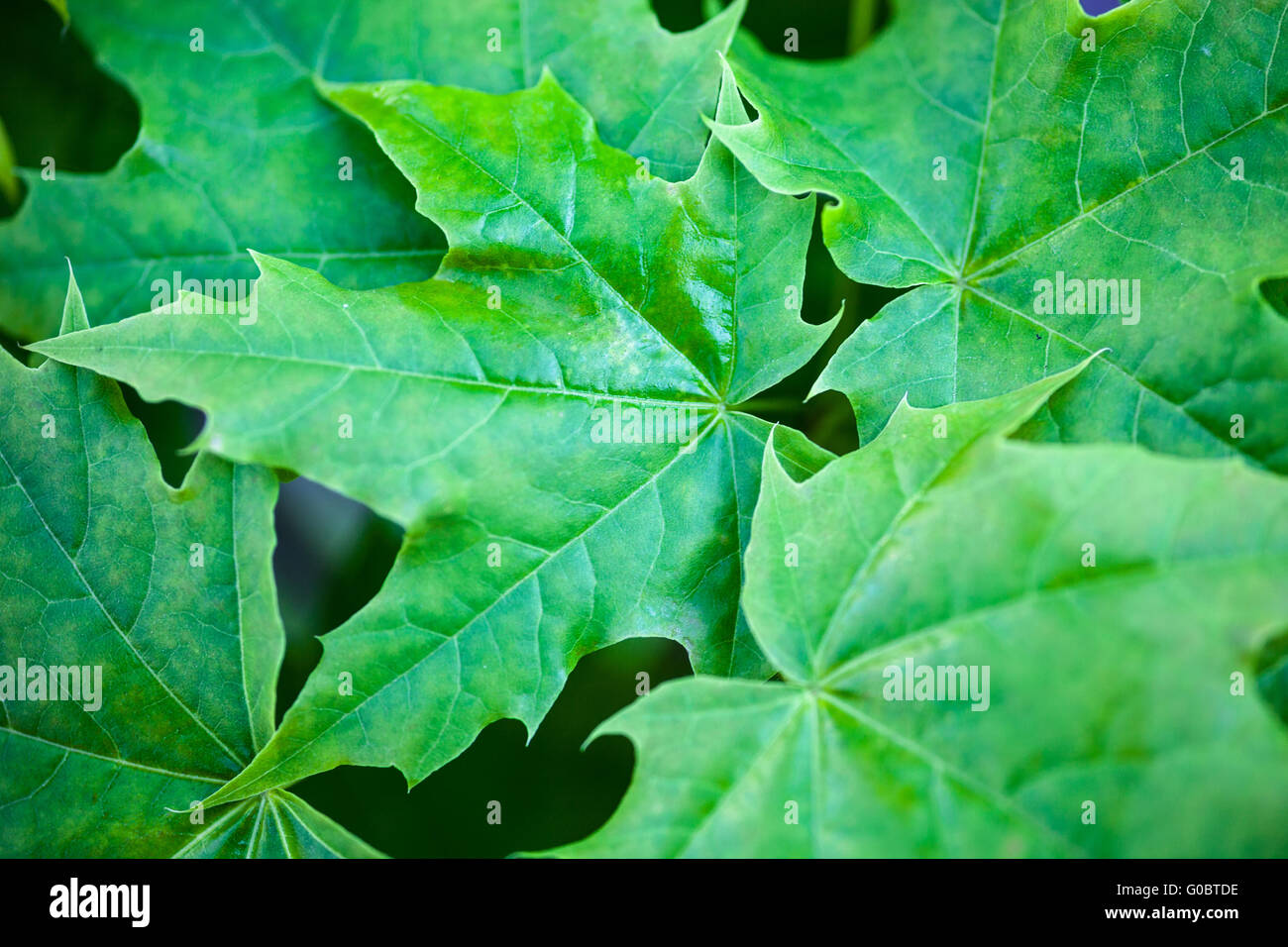 Green maple leaves Stock Photo - Alamy
