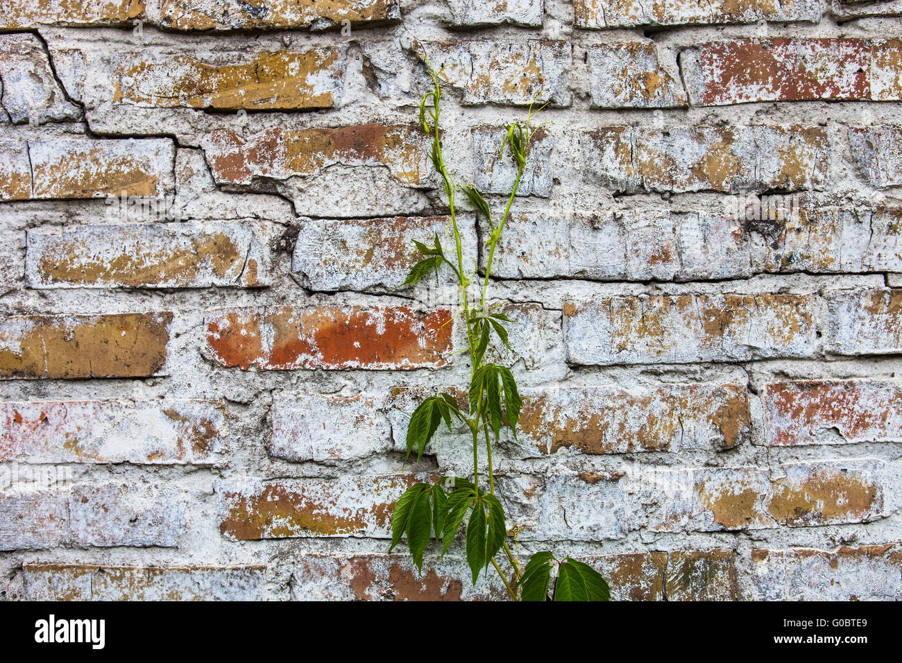 Whitewashed brick hi-res stock photography and images - Alamy