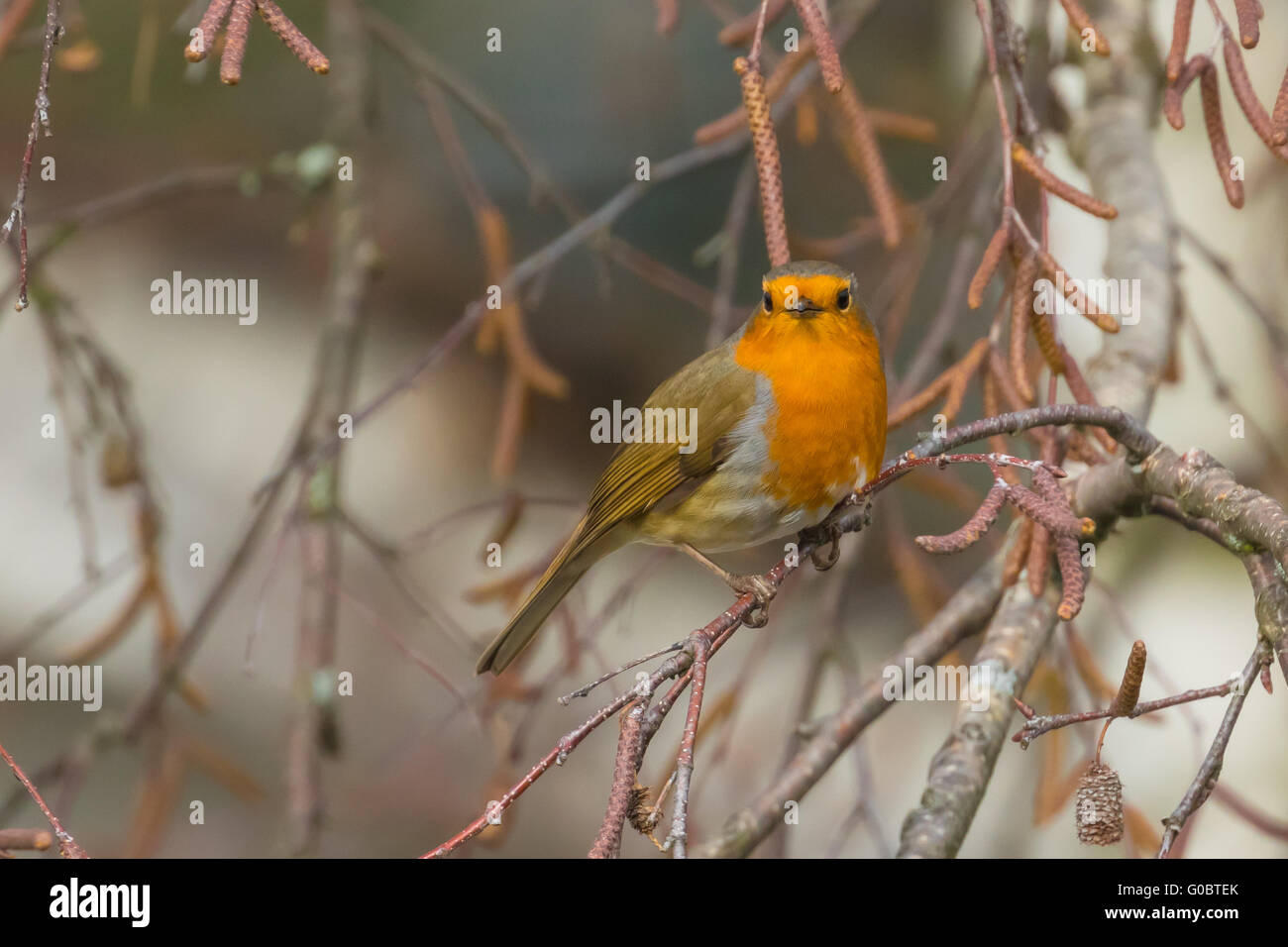 Mother robin hi-res stock photography and images - Alamy