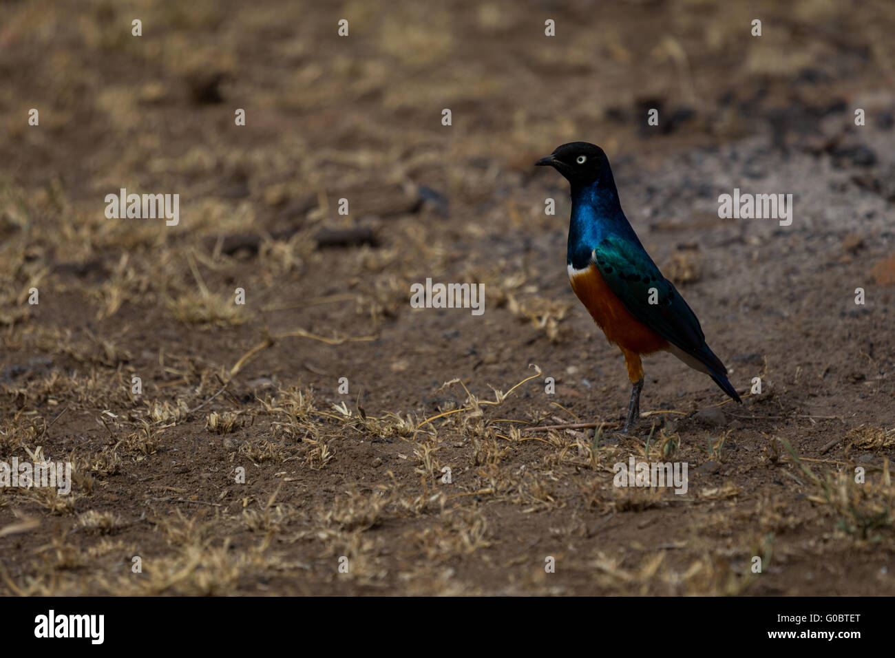 A Superb Starling standing on the ground in Kenya Stock Photo - Alamy