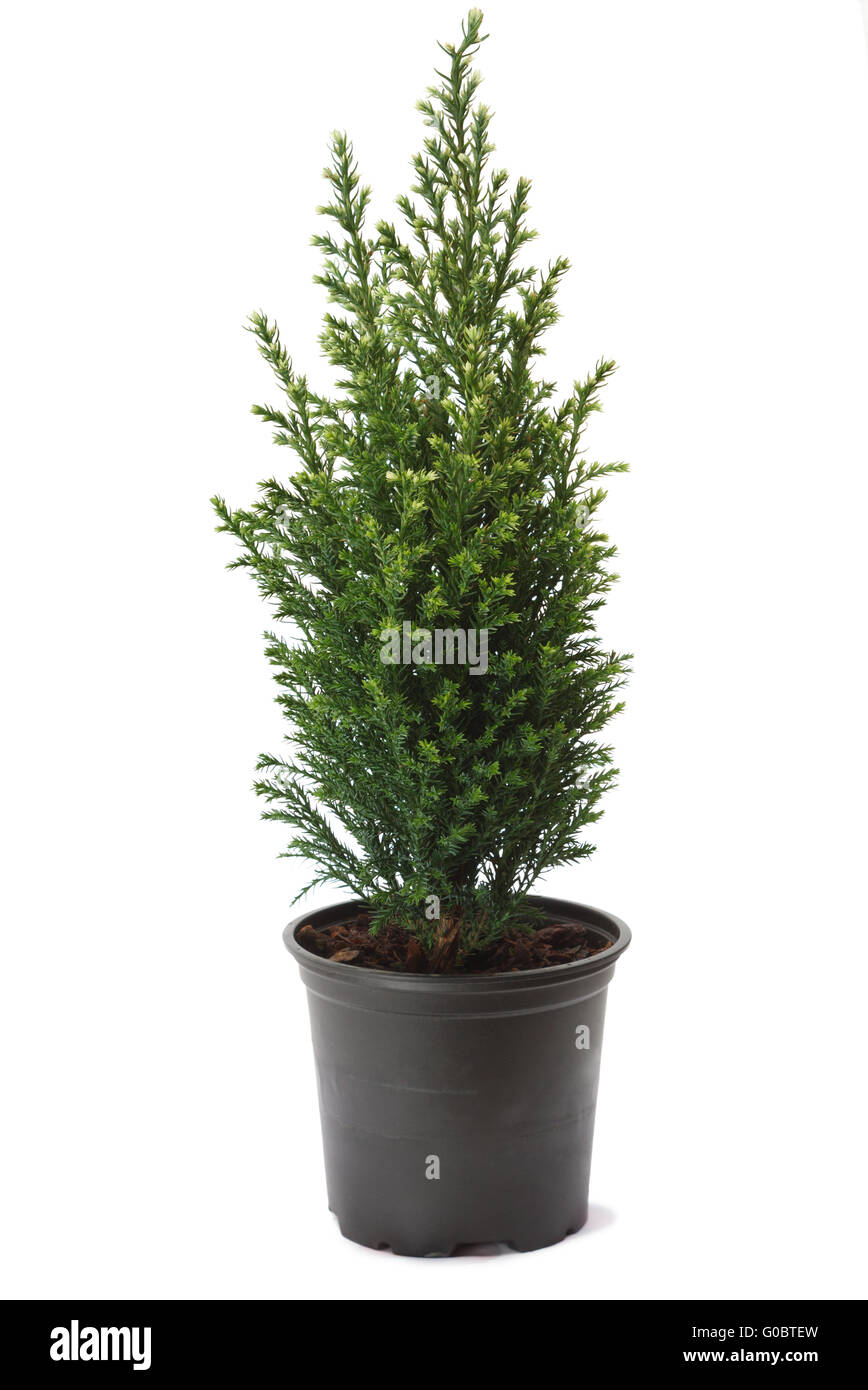 Thuja flower Cut Out Stock Images & Pictures - Alamy