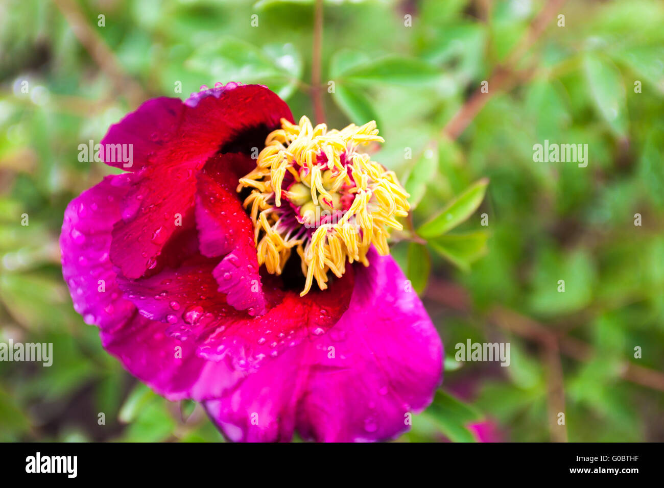 Pink peony flower with drops of dew Stock Photo - Alamy