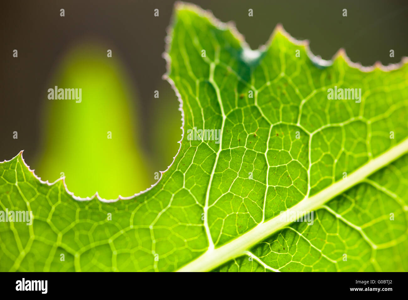 Green leaf close up Stock Photo - Alamy