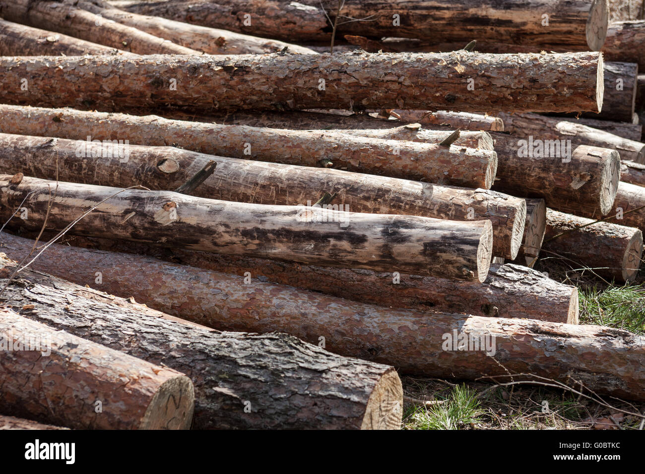 Cut pine hi-res stock photography and images - Alamy