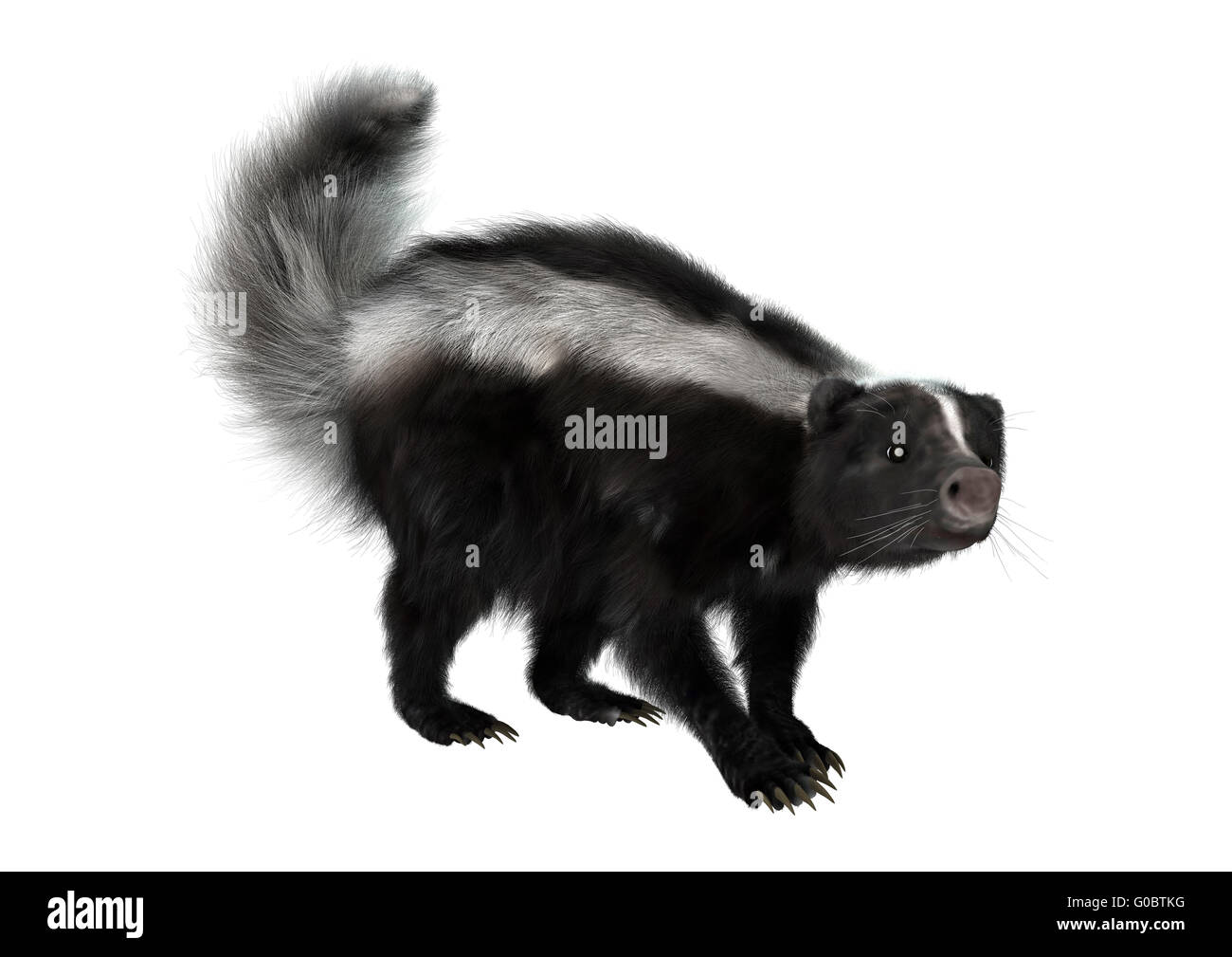 3D rendering of a skunk isolated on white background Stock Photo - Alamy