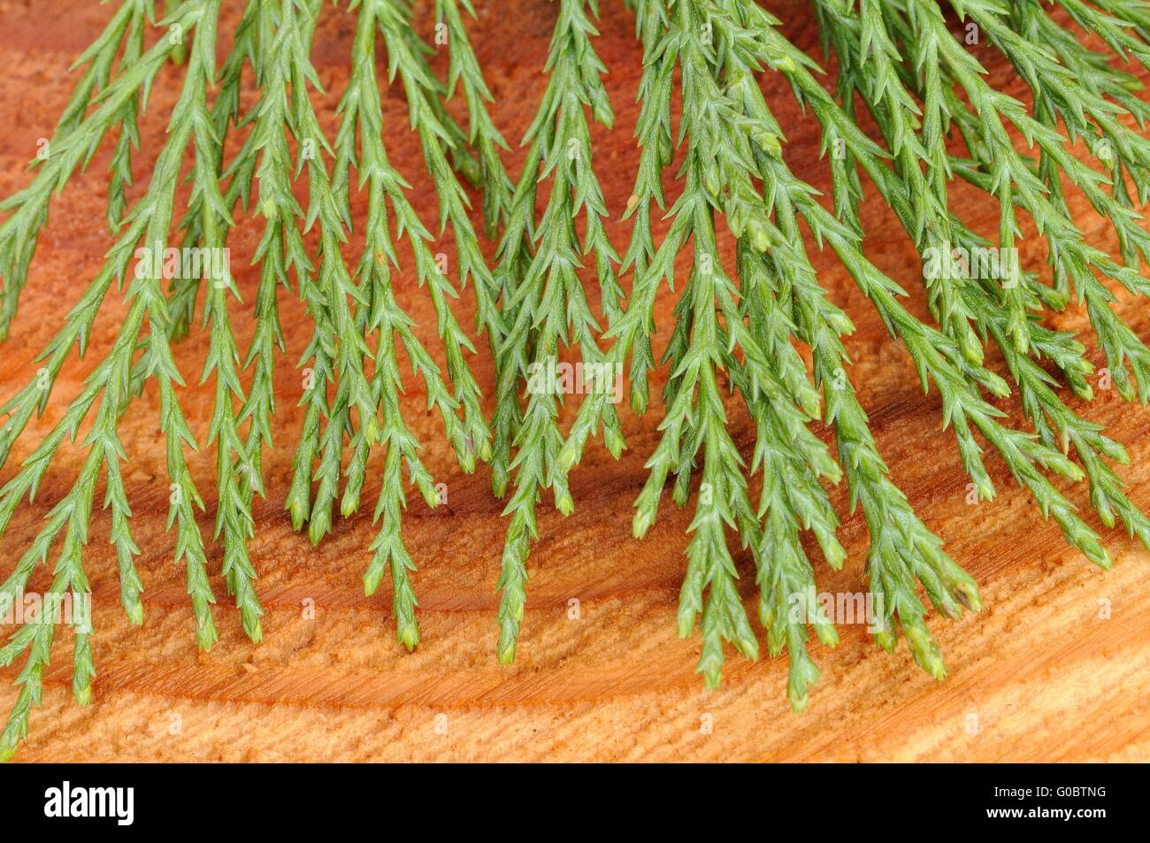 Giant sequoia tree rings hi-res stock photography and images - Alamy