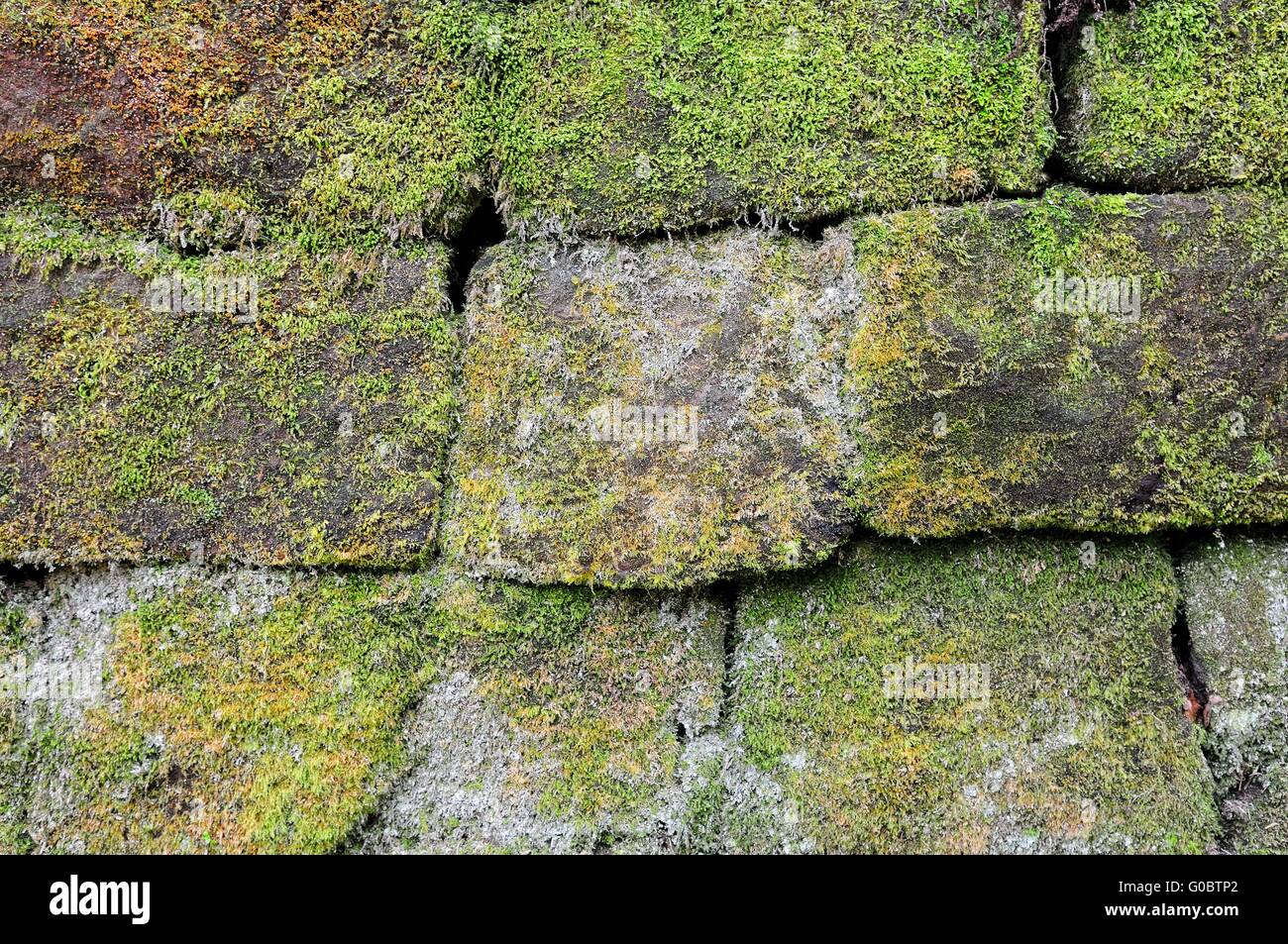 overgrown old dry stone wall with moss and lichen Stock Photo - Alamy