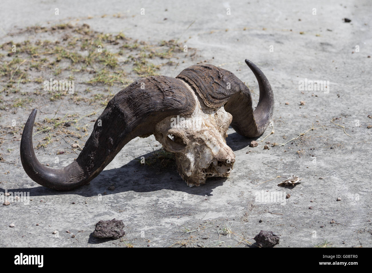 The skull of an African cape buffalo with all the flesh peeled off in ...