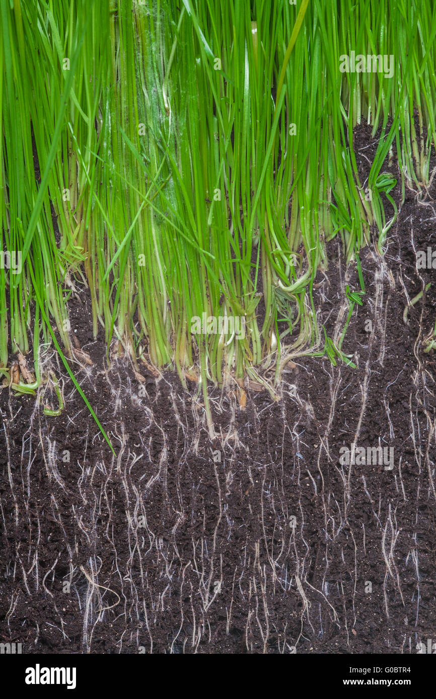 soil with seeds and roots of Stock Photo - Alamy