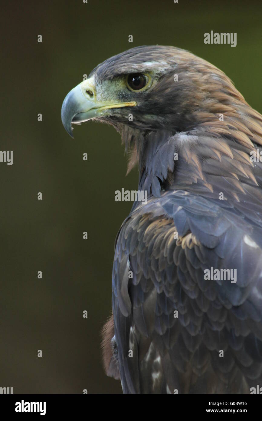 Strong eagle iii hi-res stock photography and images - Alamy