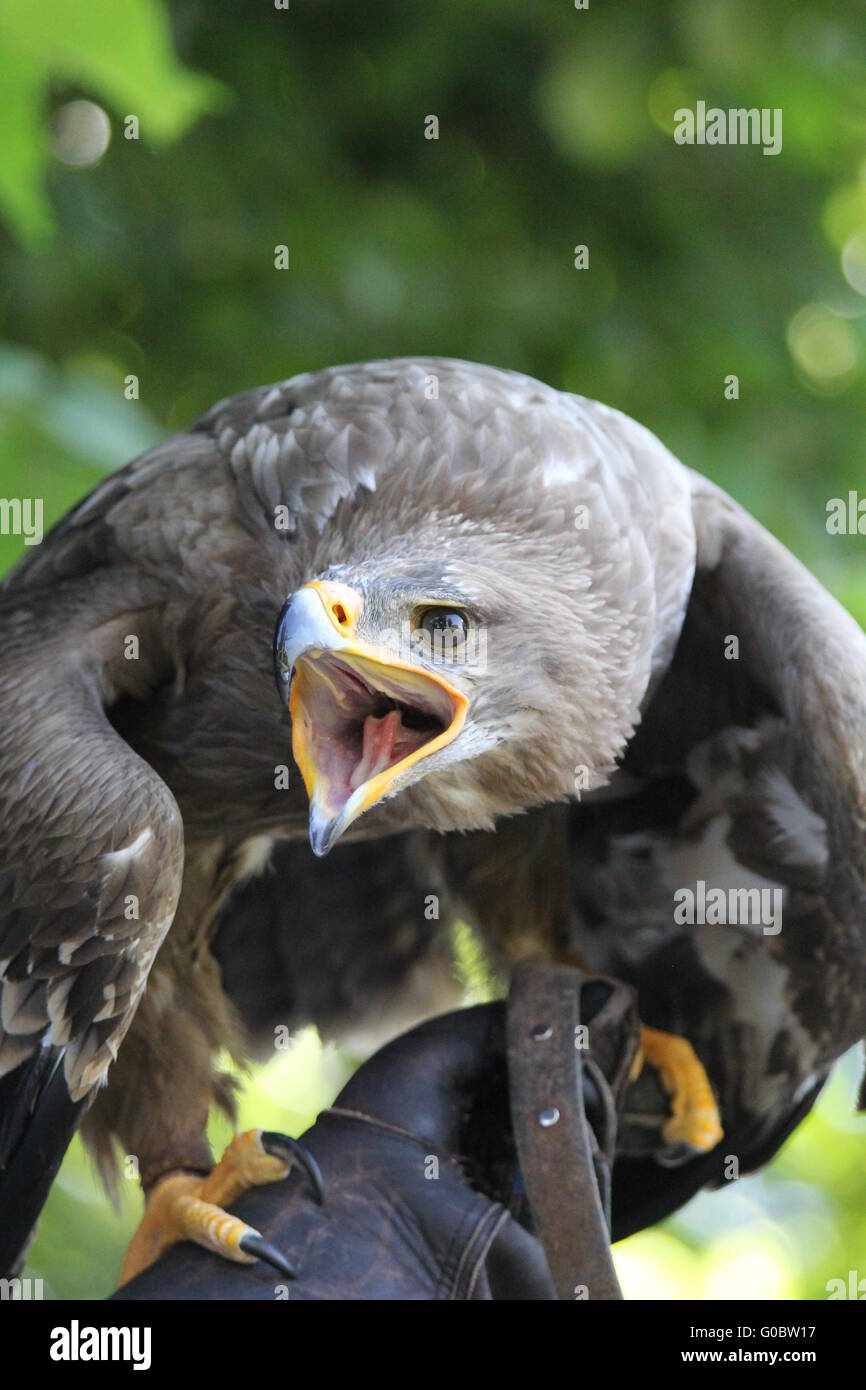 Strong Eagle High Resolution Stock Photography and Images - Alamy