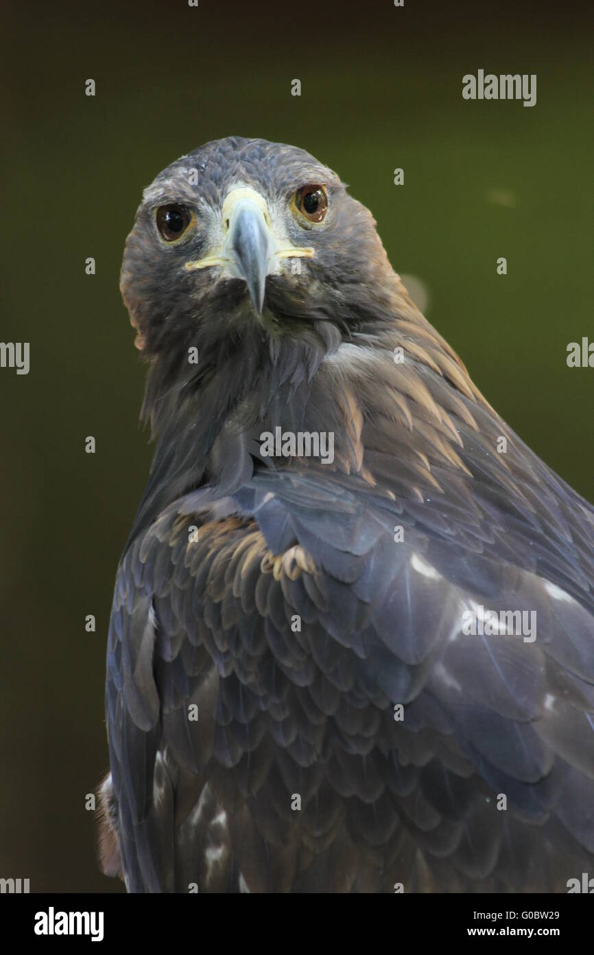 Powerful and aggressive eagle hi-res stock photography and images - Alamy