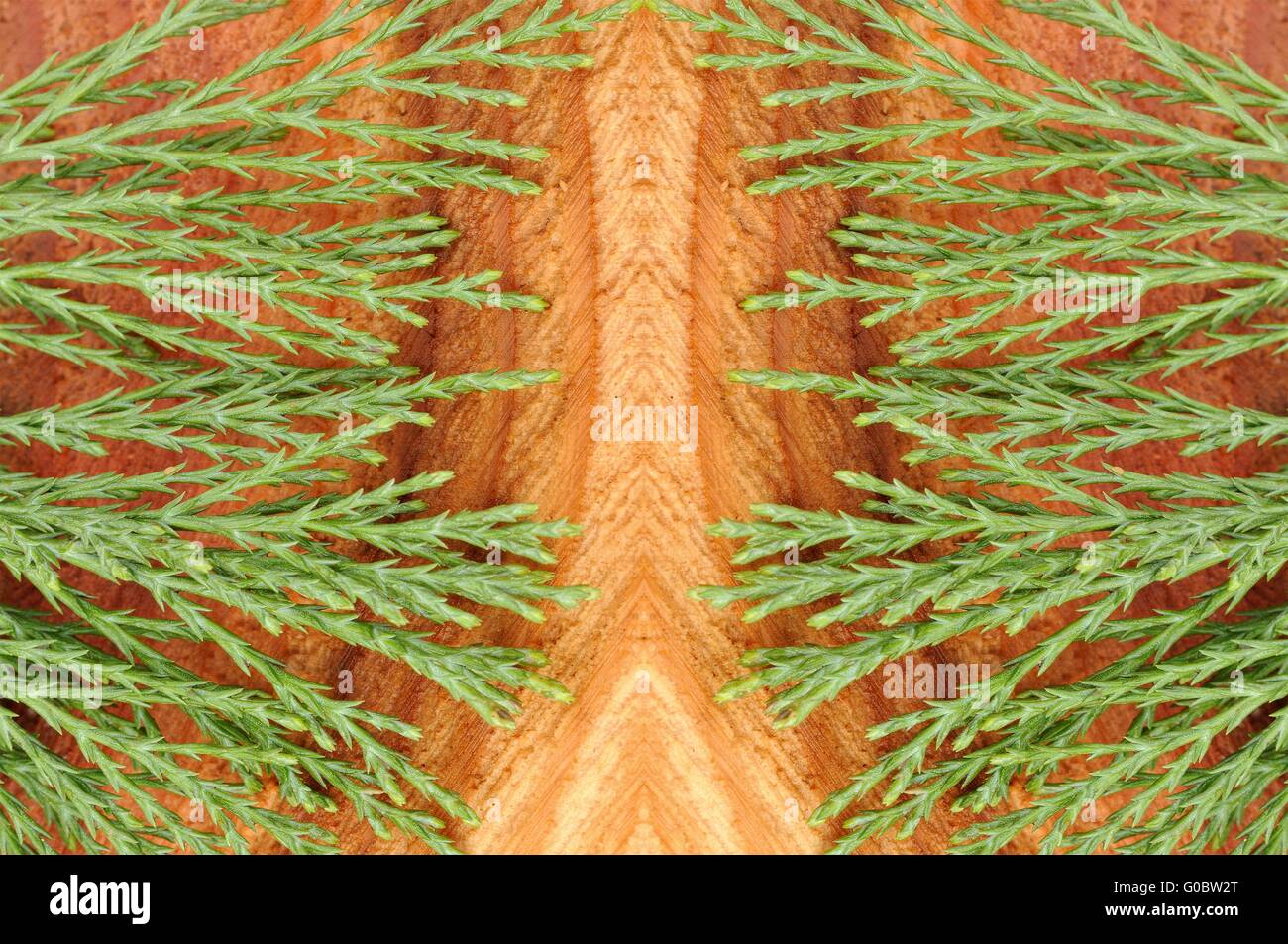 Leaves of Sequoia Stock Photo - Alamy