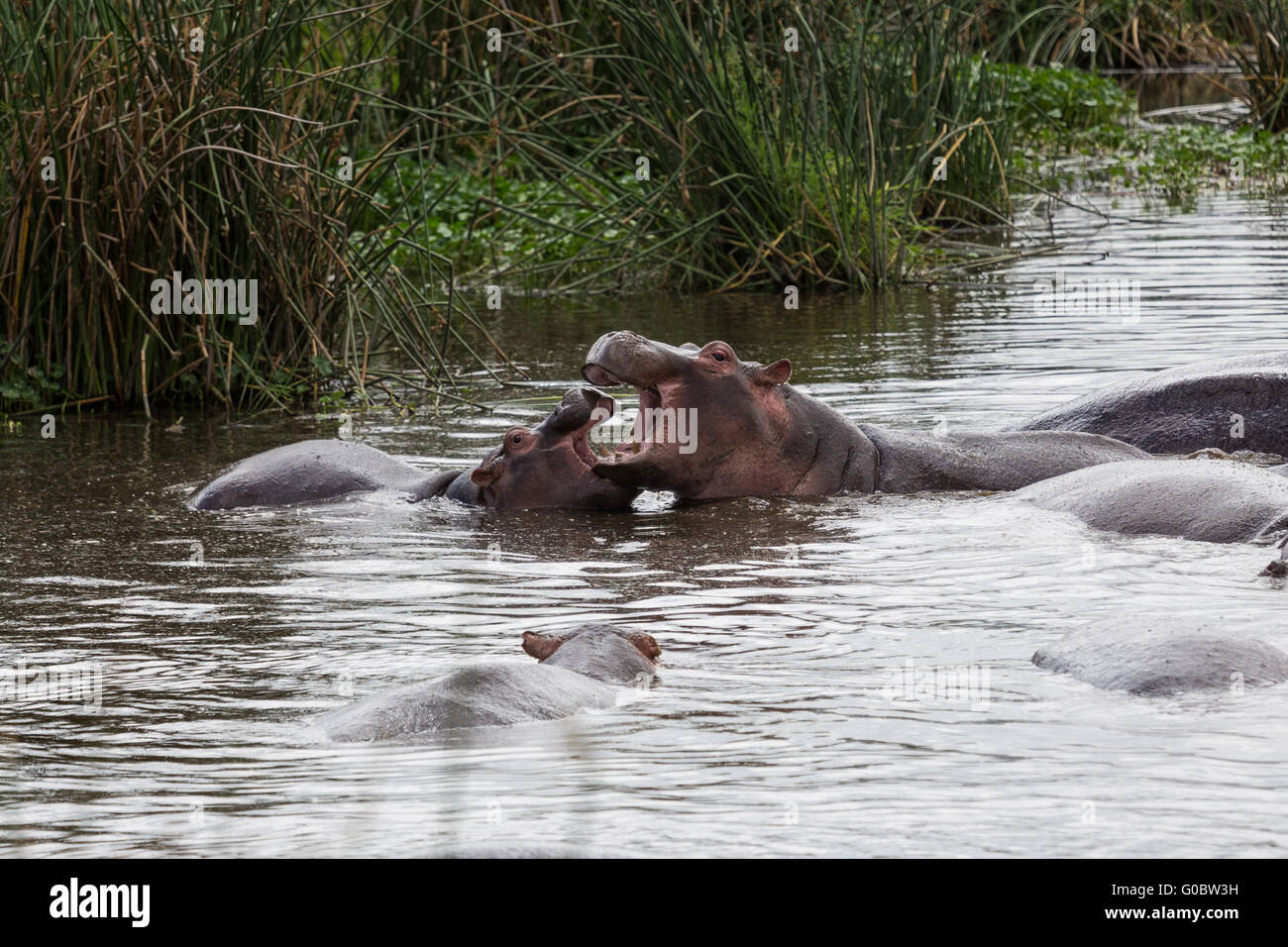 A hippo mother nursing its baby in a waterhole in the Ngorongoro crater ...