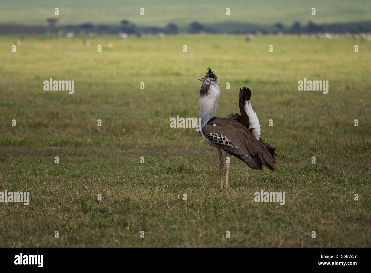 The Kori bustard is the largest flying bird native of Africa. Taken in ...