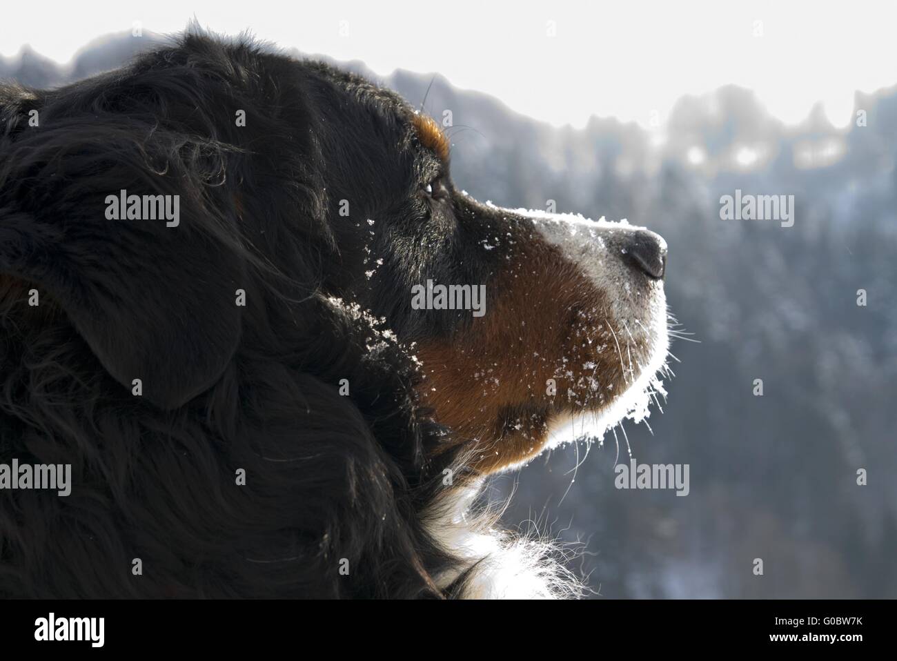 Berner senn dog hi-res stock photography and images - Alamy