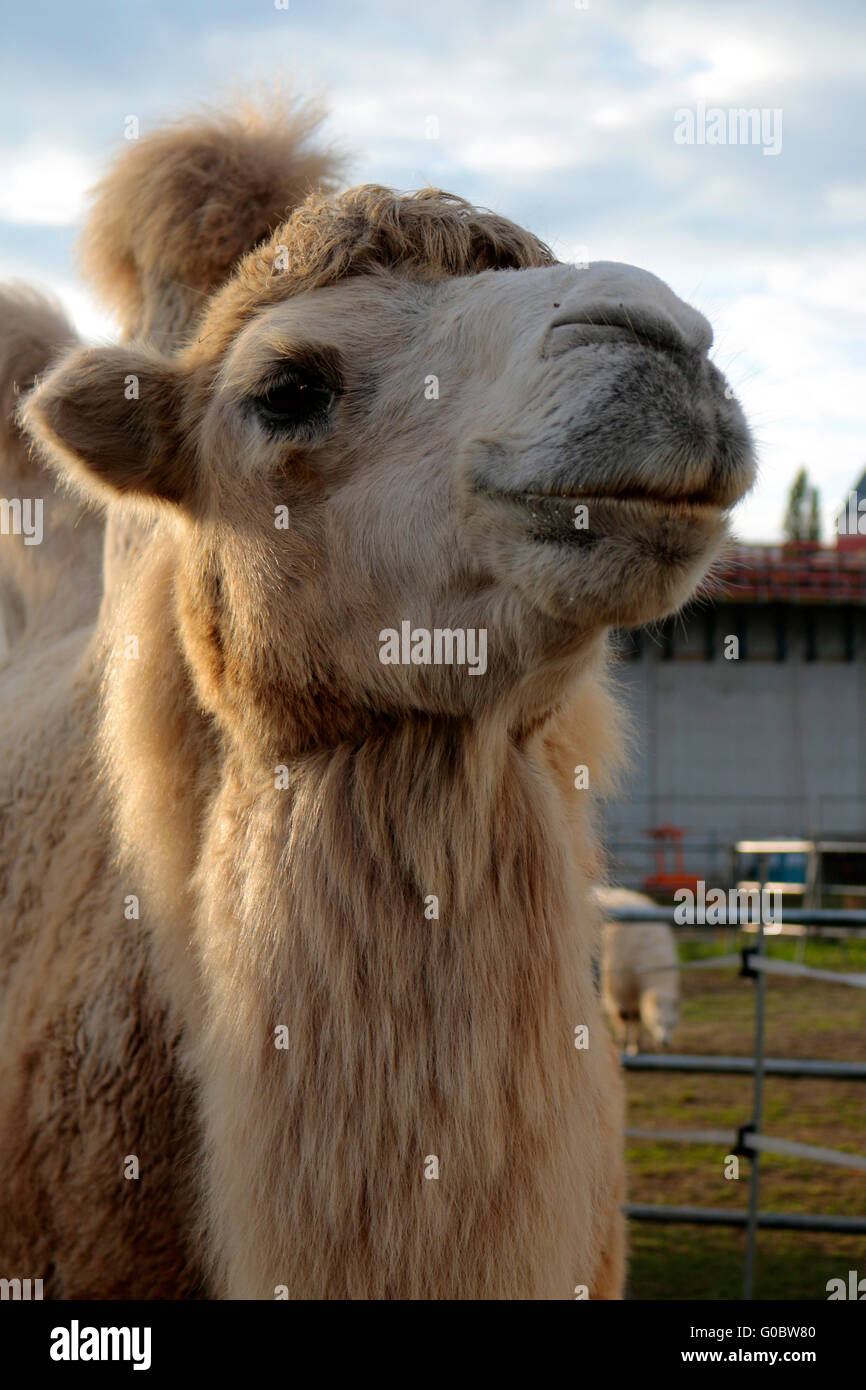 Kamel hi-res stock photography and images - Alamy