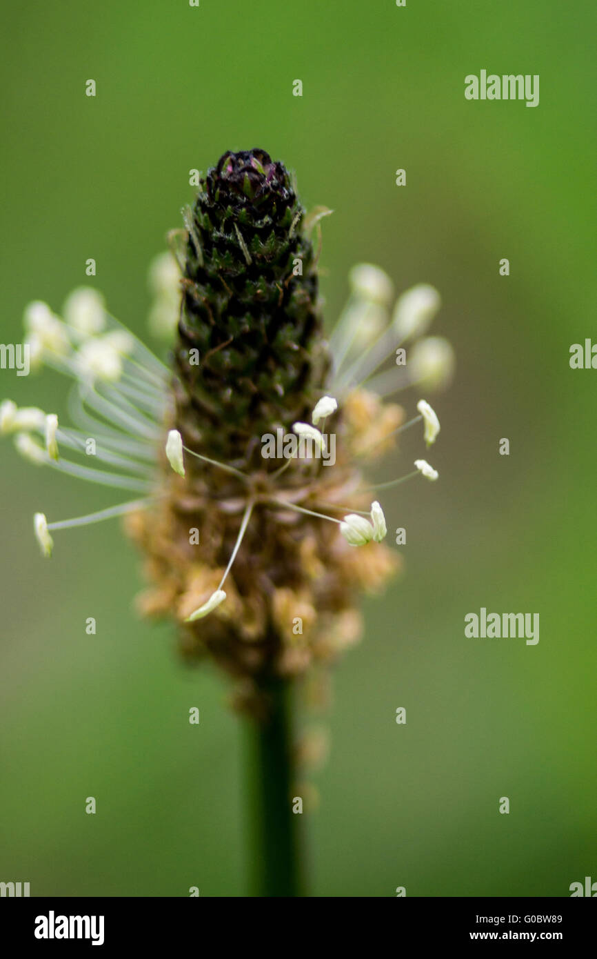 Plantain crop hi-res stock photography and images - Alamy