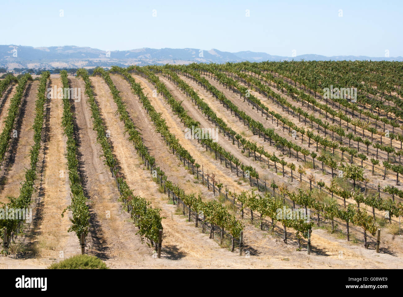 Young vine stakes hi-res stock photography and images - Alamy