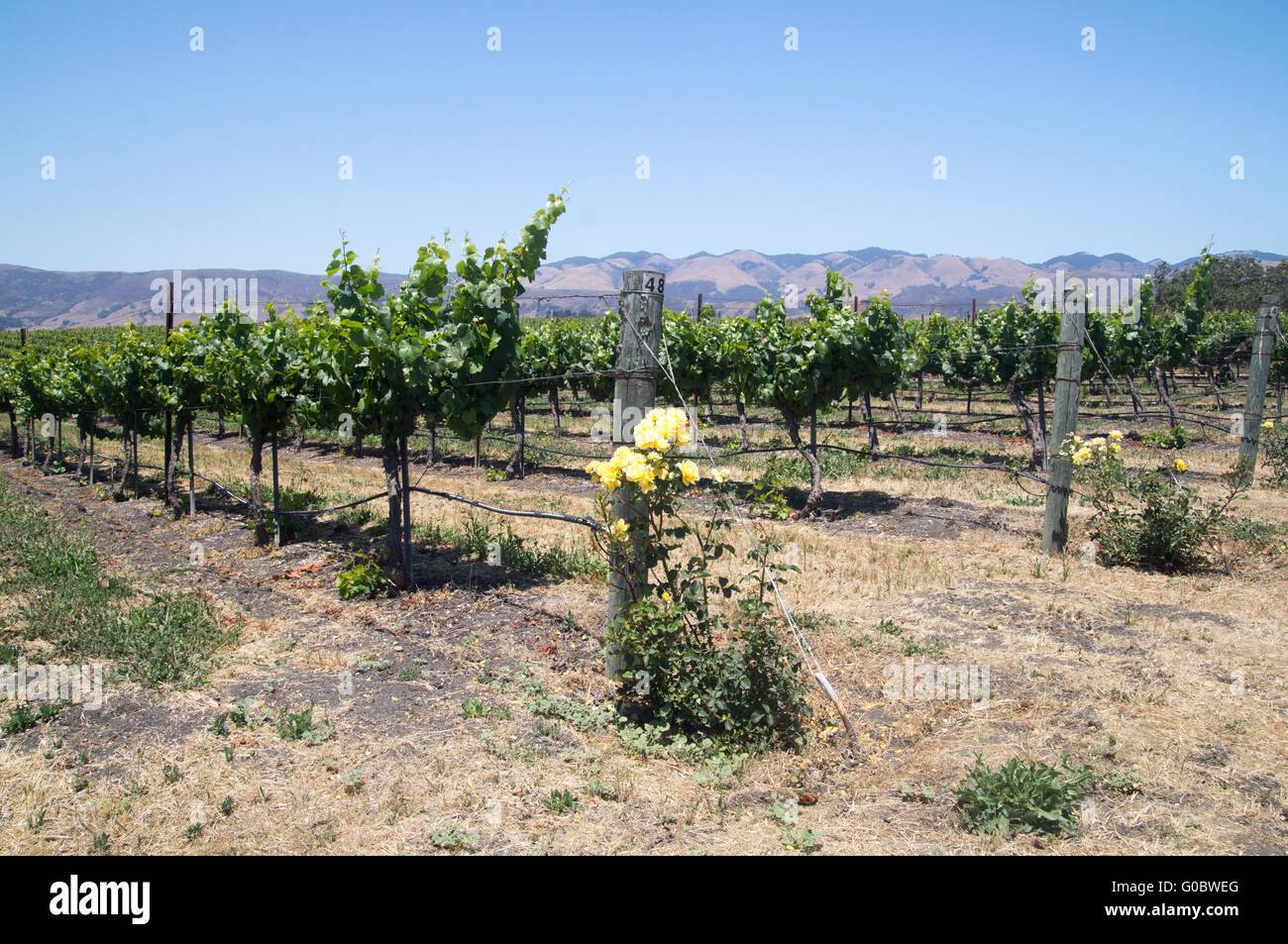 Yellow roses and grapes Stock Photo - Alamy