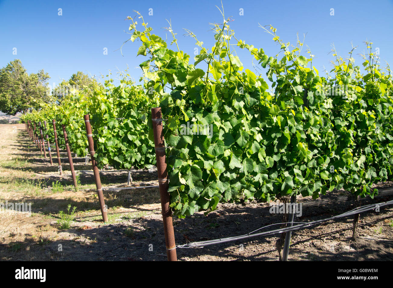 Young California Grapevines Stock Photo - Alamy