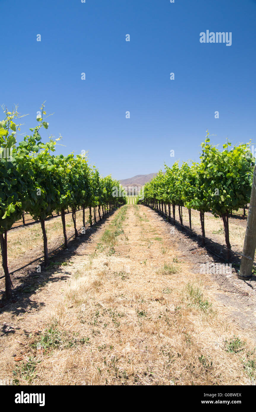 Grapevines in California drought Stock Photo - Alamy
