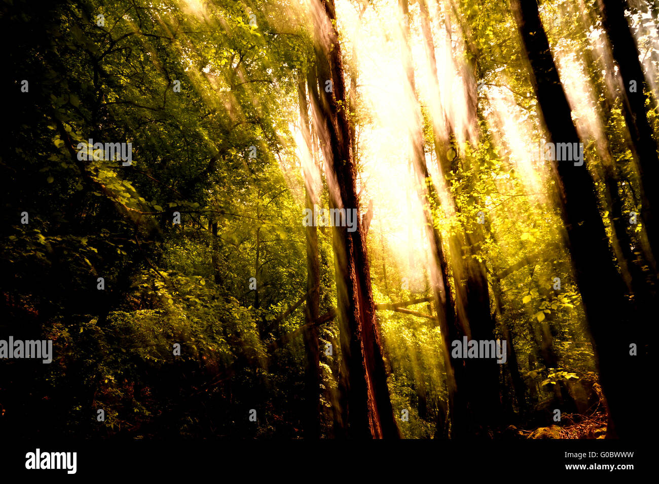 Sun motion trees hi-res stock photography and images - Alamy