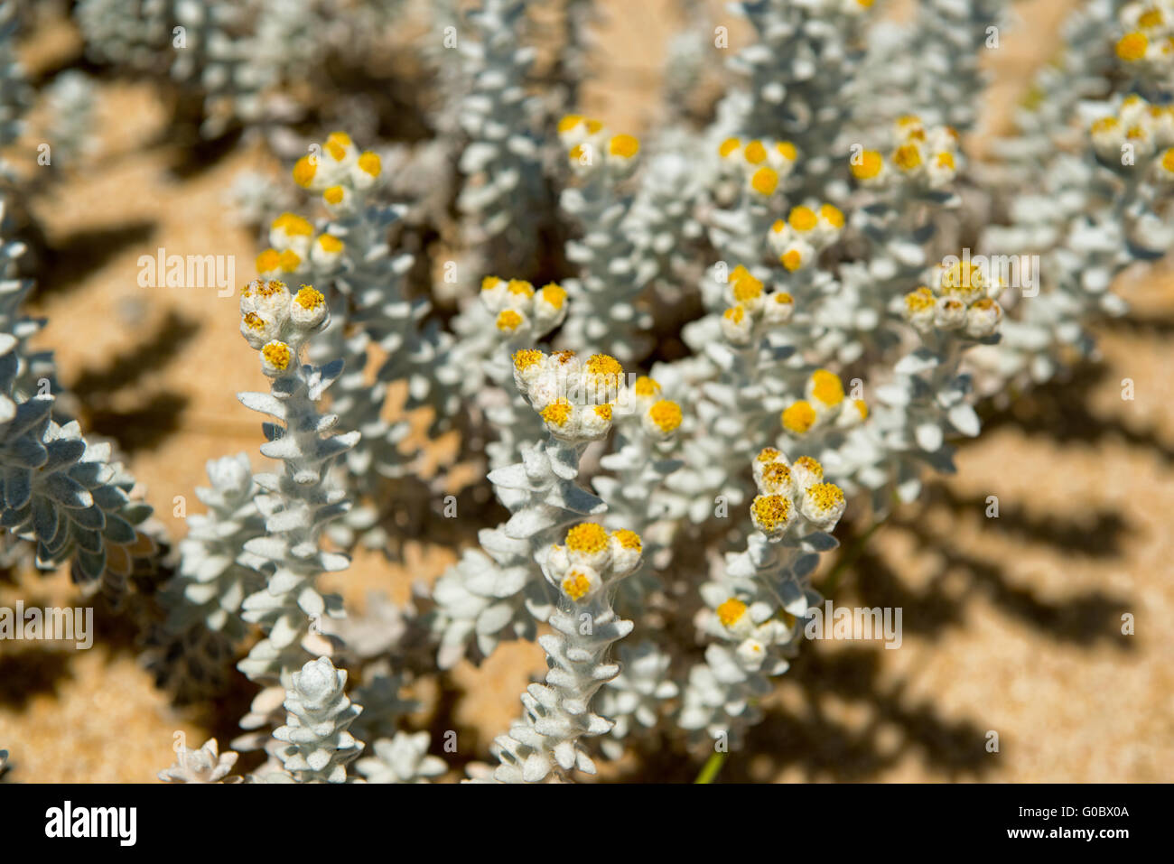 Beautiful grass on the shore of the Atlantic Ocean Stock Photo - Alamy