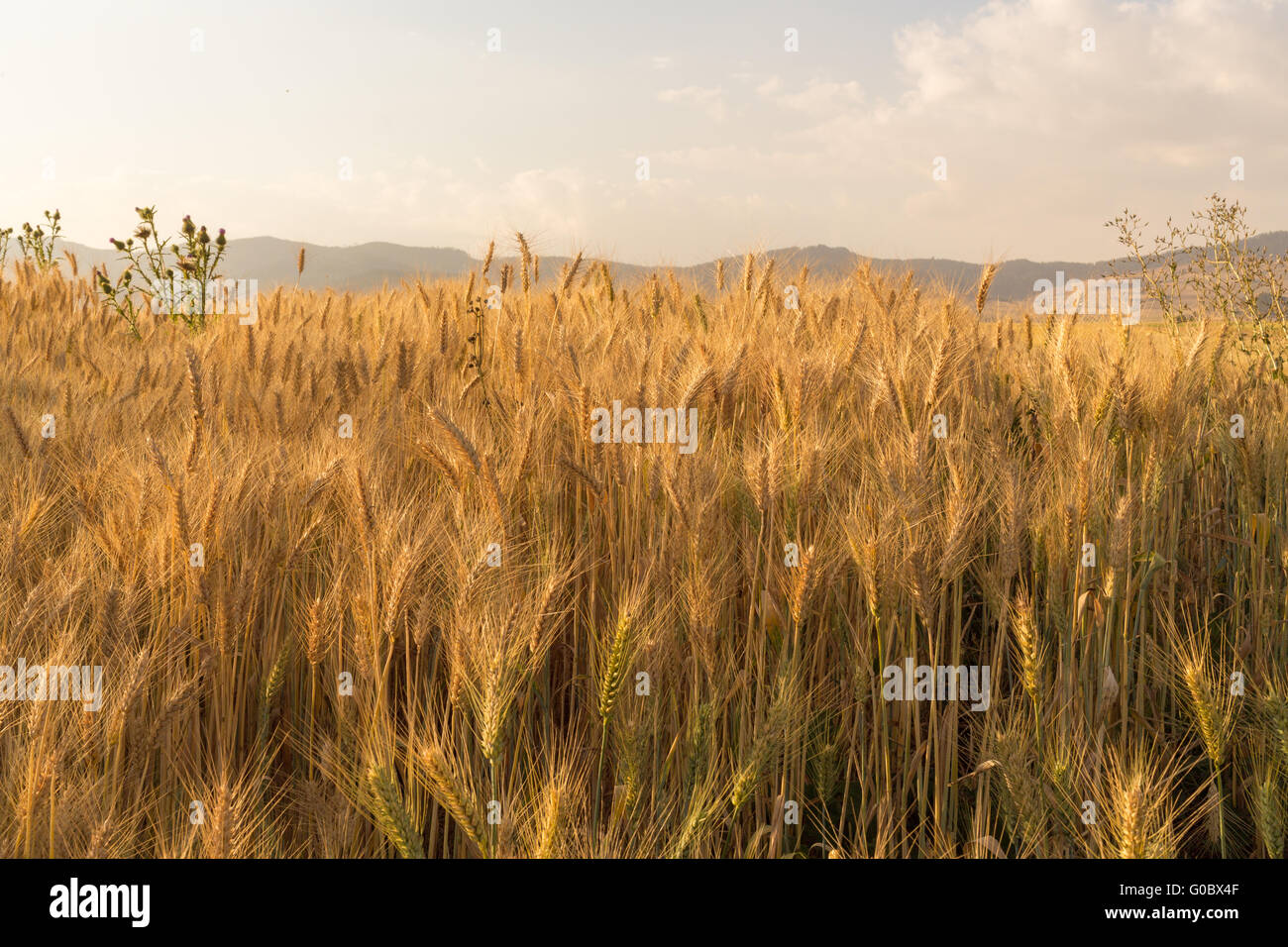 Grain landscape hi-res stock photography and images - Alamy