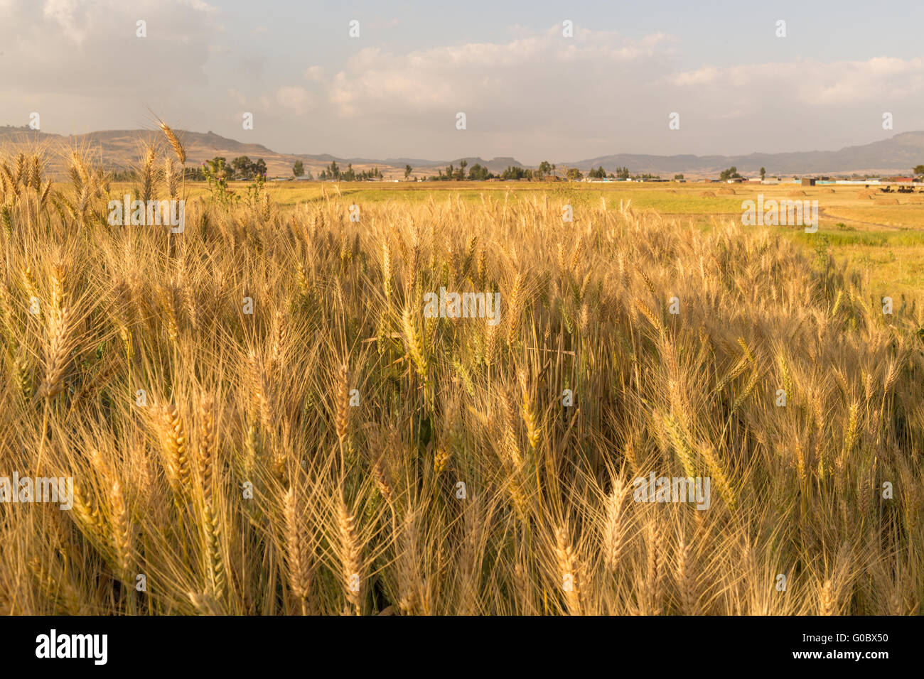 Outdoor wheat hi-res stock photography and images - Alamy
