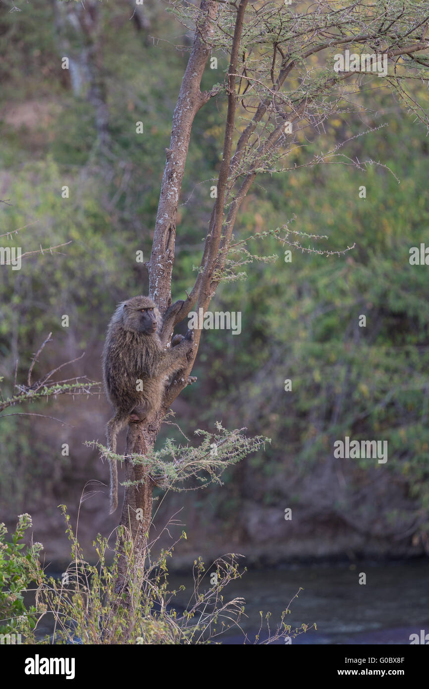 A baboon hanging in a tree along. Serengeti Tanzania Stock Photo - Alamy