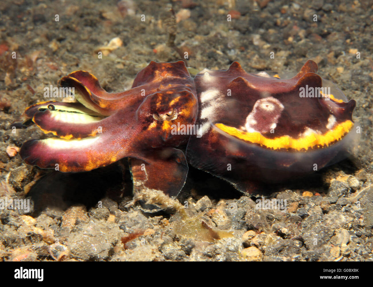 Pfeffers flamboyant cuttlefish hi-res stock photography and images - Alamy