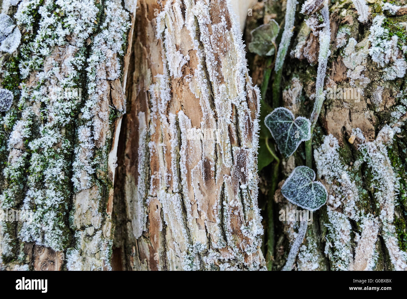 Snow crystals and rime on tree in winter wood Stock Photo - Alamy