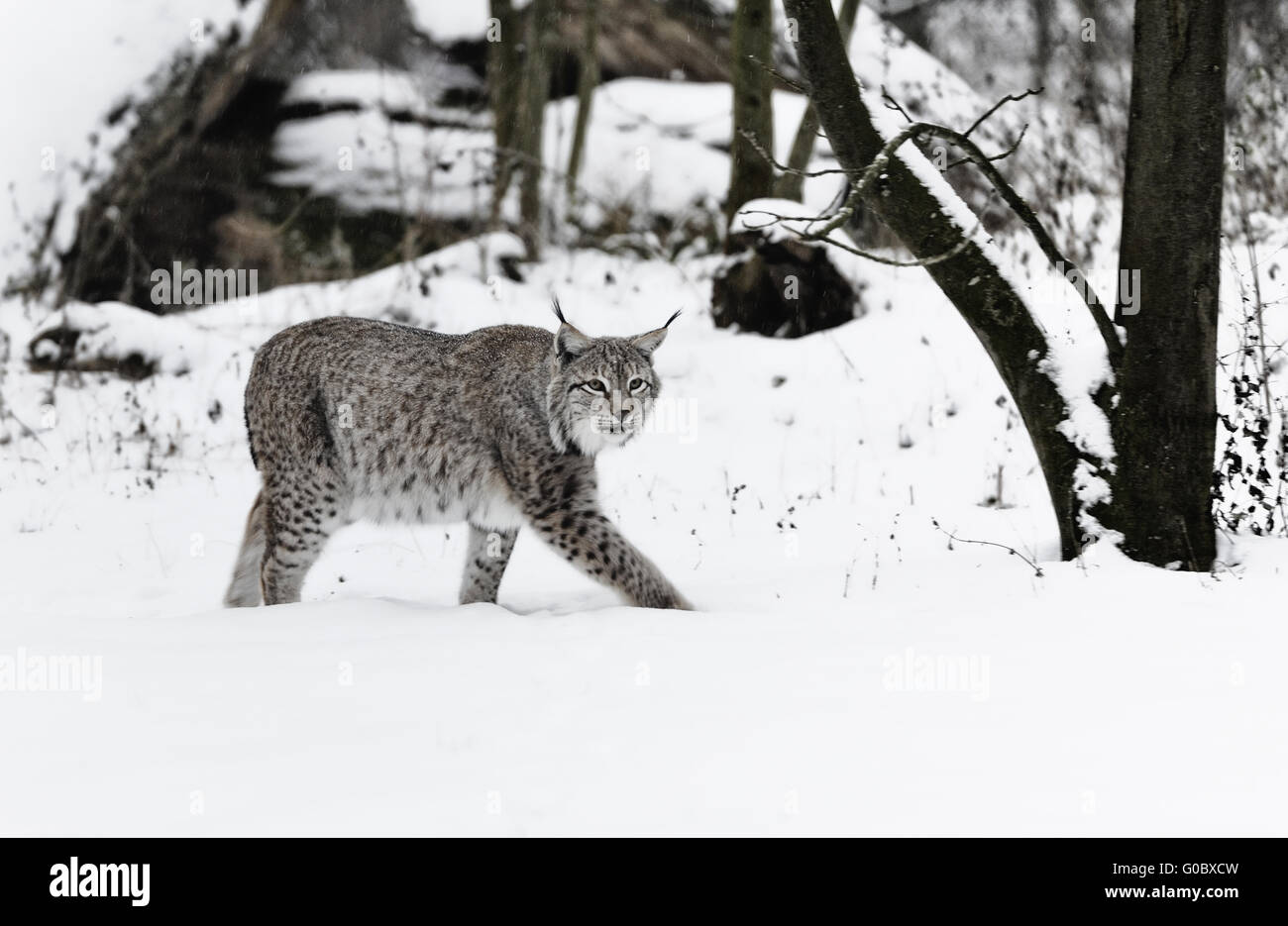 lynx in snow Stock Photo - Alamy