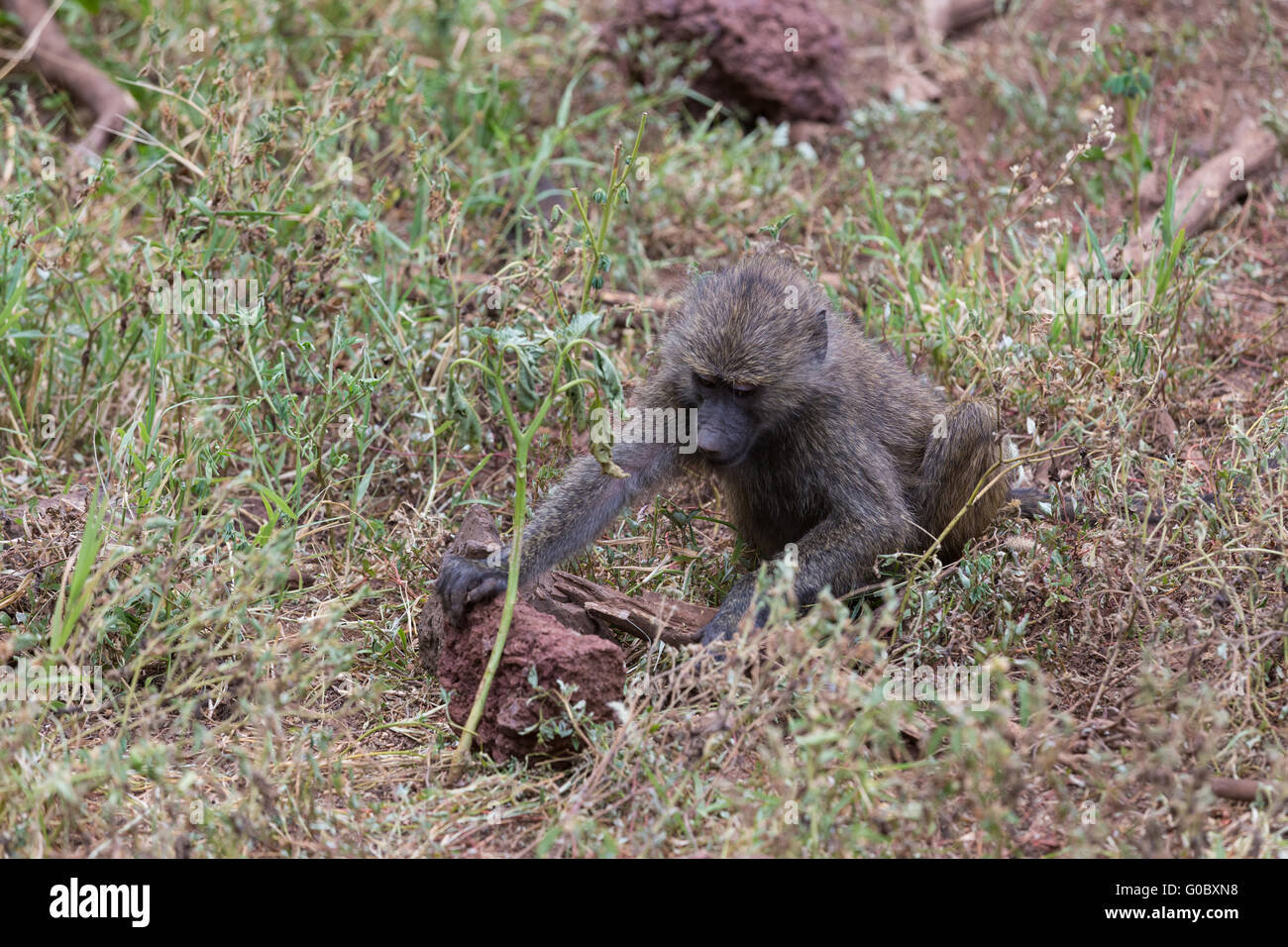 Turning over a rock hi-res stock photography and images - Alamy