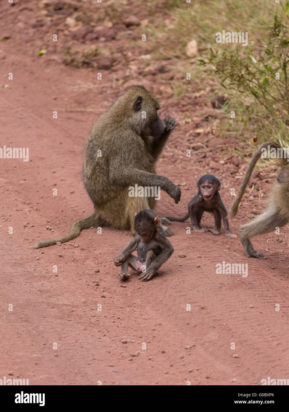 A baby baboon exploring its body on the middle of the road. Serengeti ...