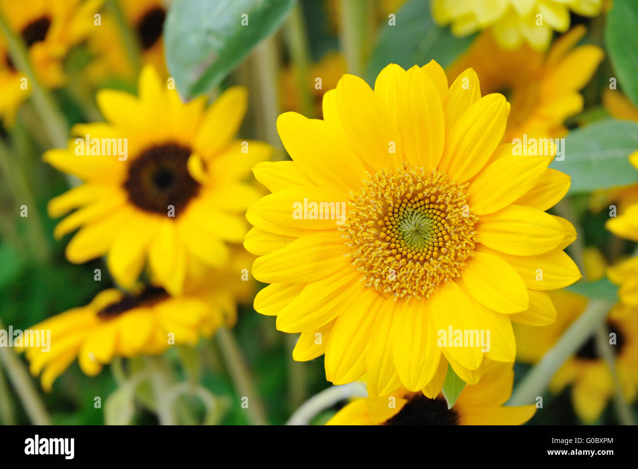 Many sunflowers hi-res stock photography and images - Alamy