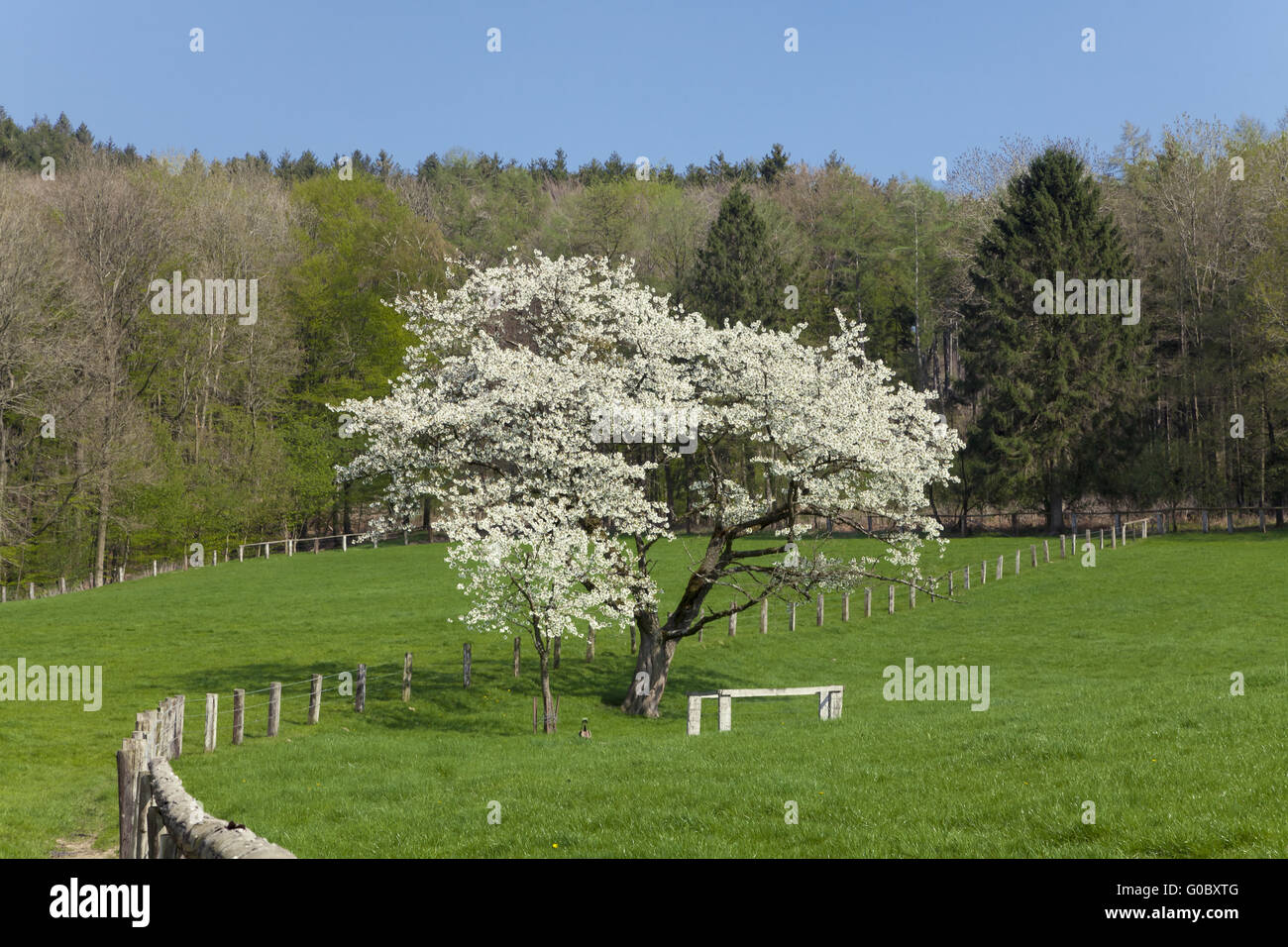 Spring landscape and cherry tree in Hagen, Germany Stock Photo - Alamy