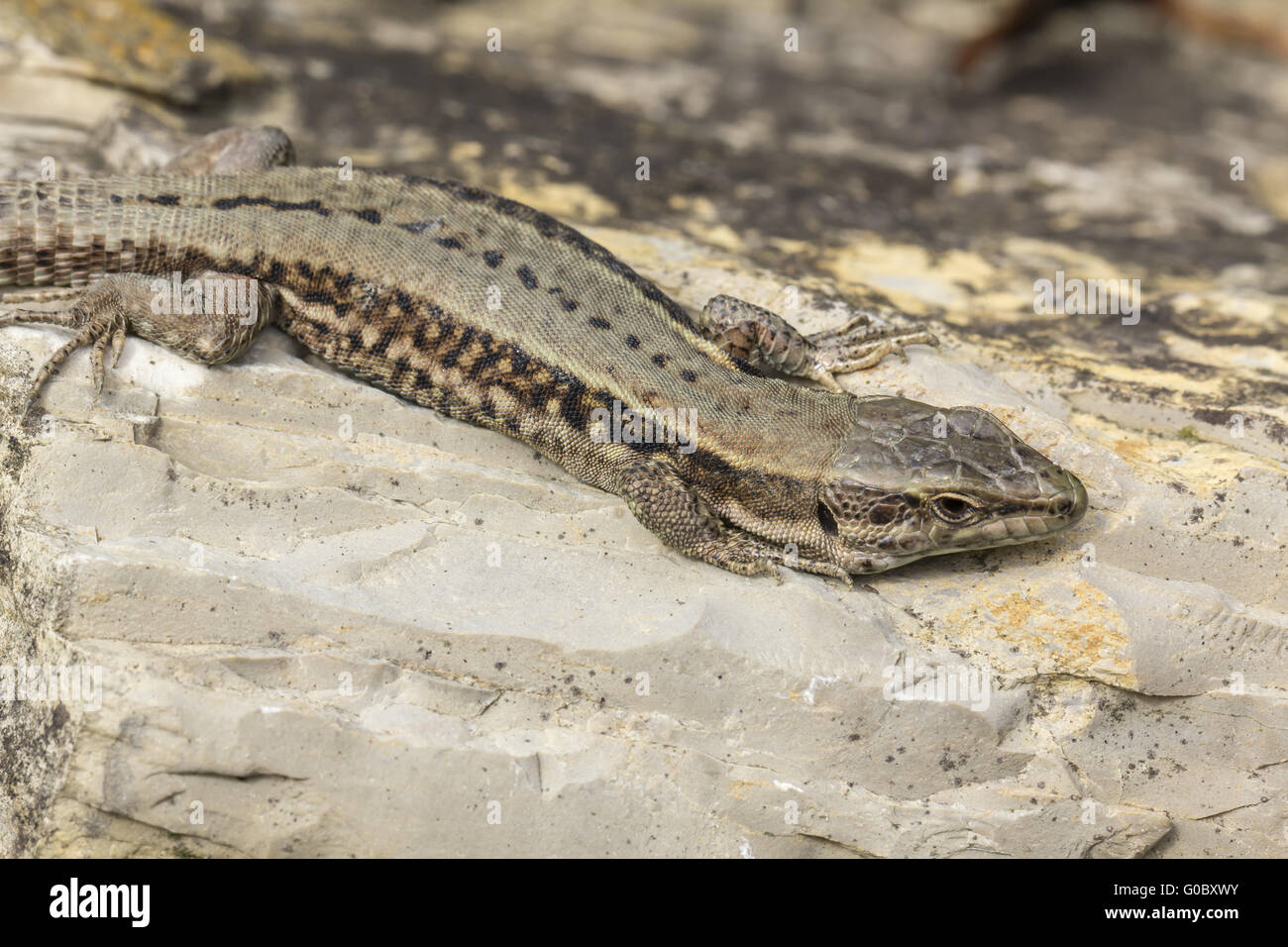 Common wall lizard from germany hi-res stock photography and images - Alamy