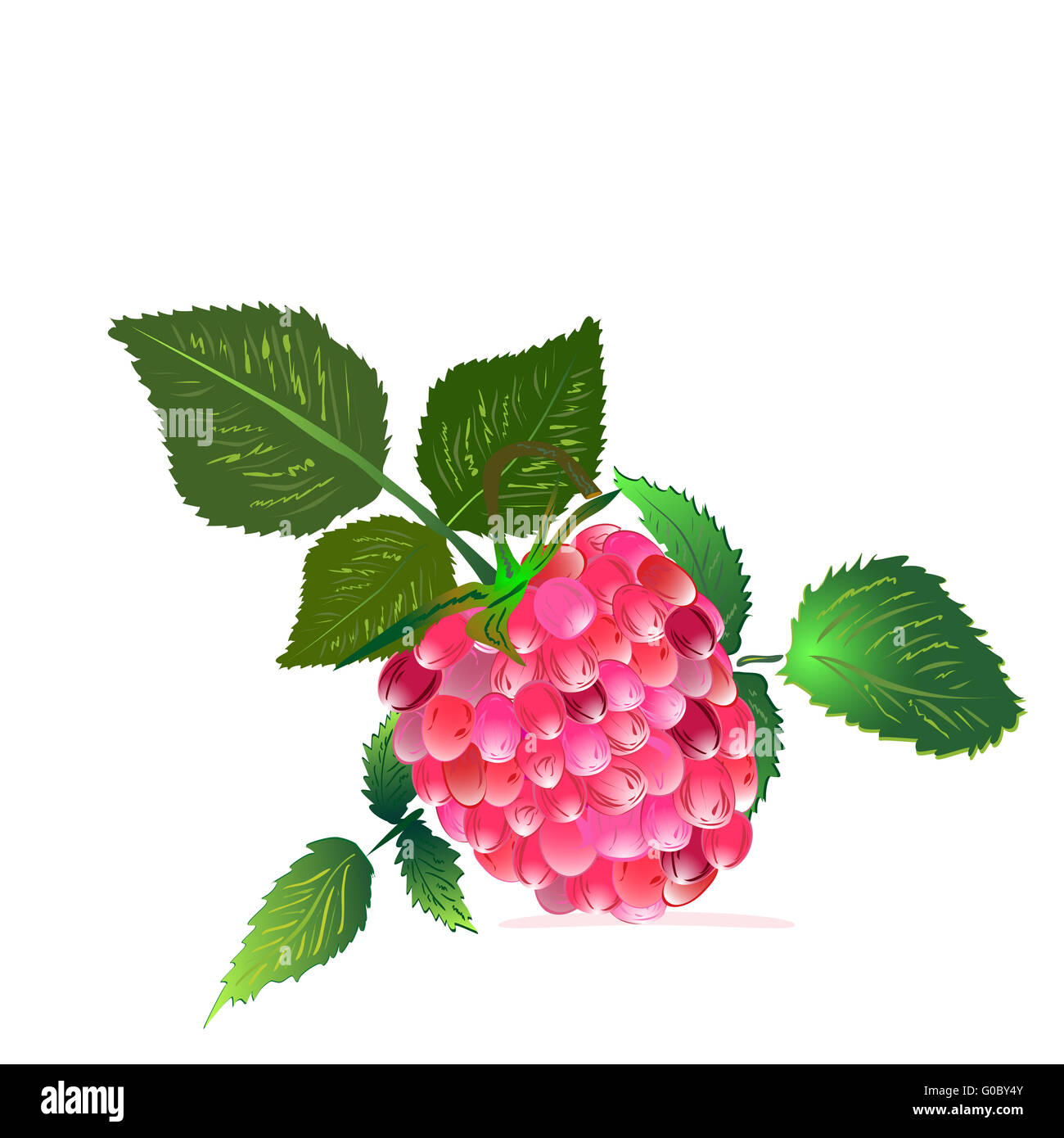 raspberry from the bush Stock Photo - Alamy