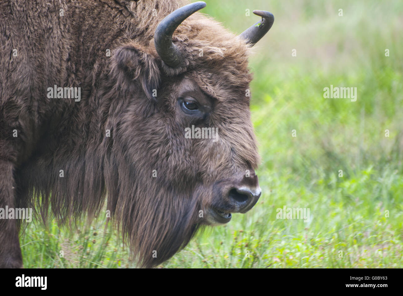 Bison horn hi-res stock photography and images - Alamy