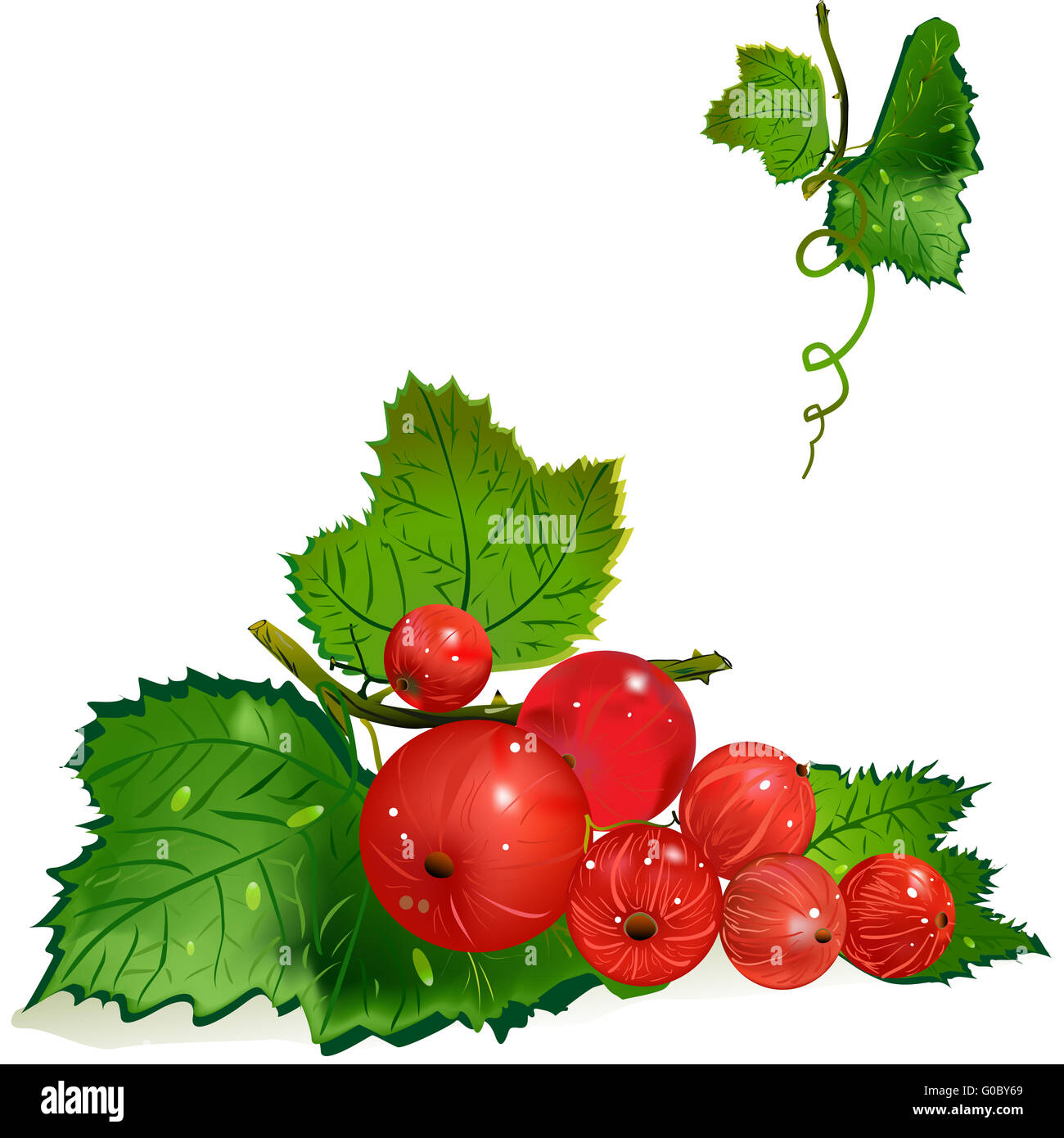 Taste of vine Cut Out Stock Images & Pictures - Alamy