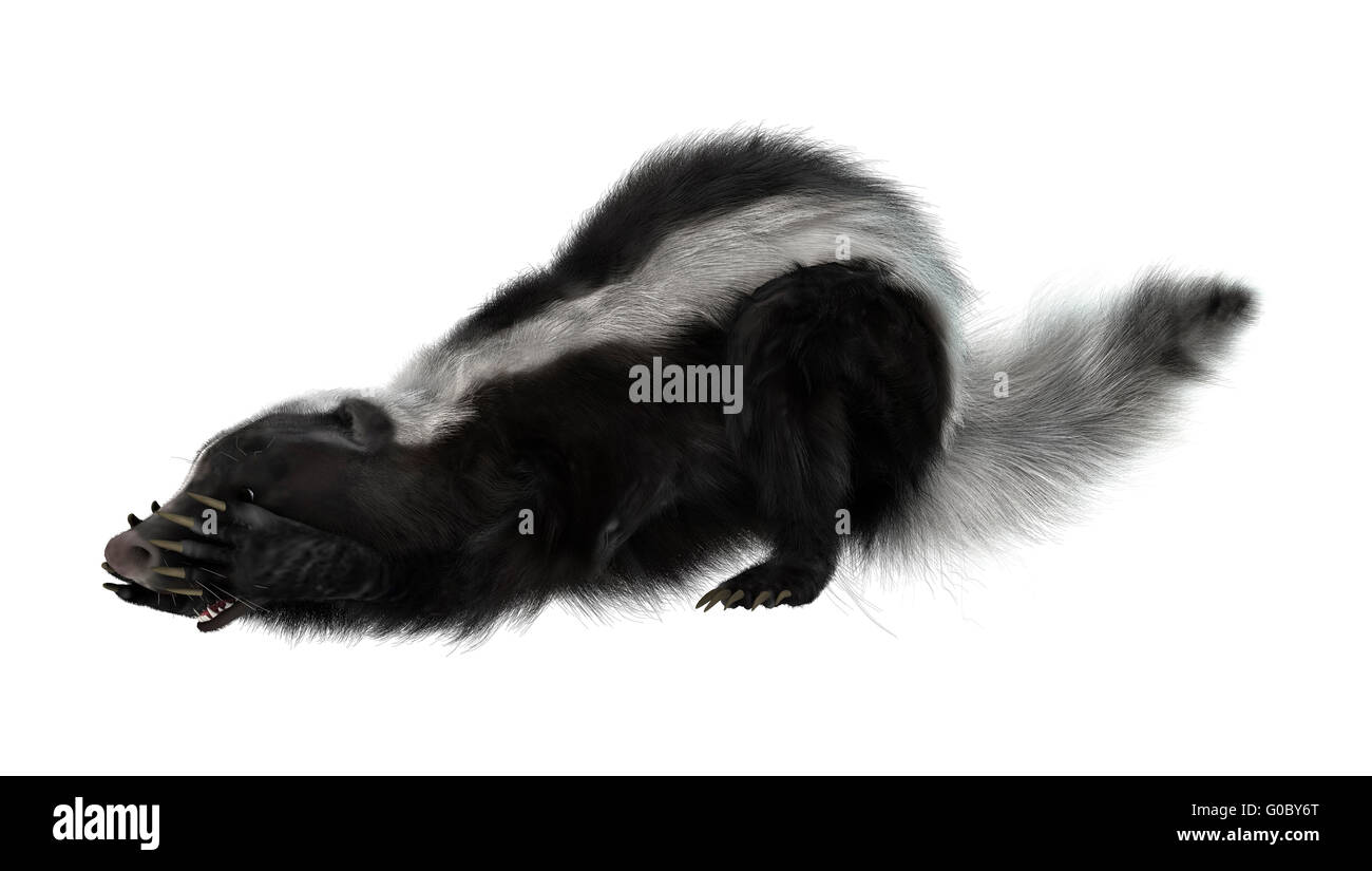 3D rendering of a skunk isolated on white background Stock Photo - Alamy