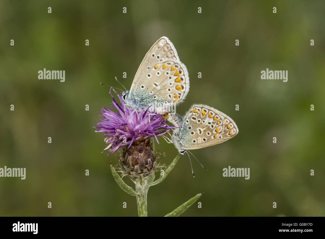 Polyommatus icarus, Common Blue butterfly, Germany Stock Photo - Alamy