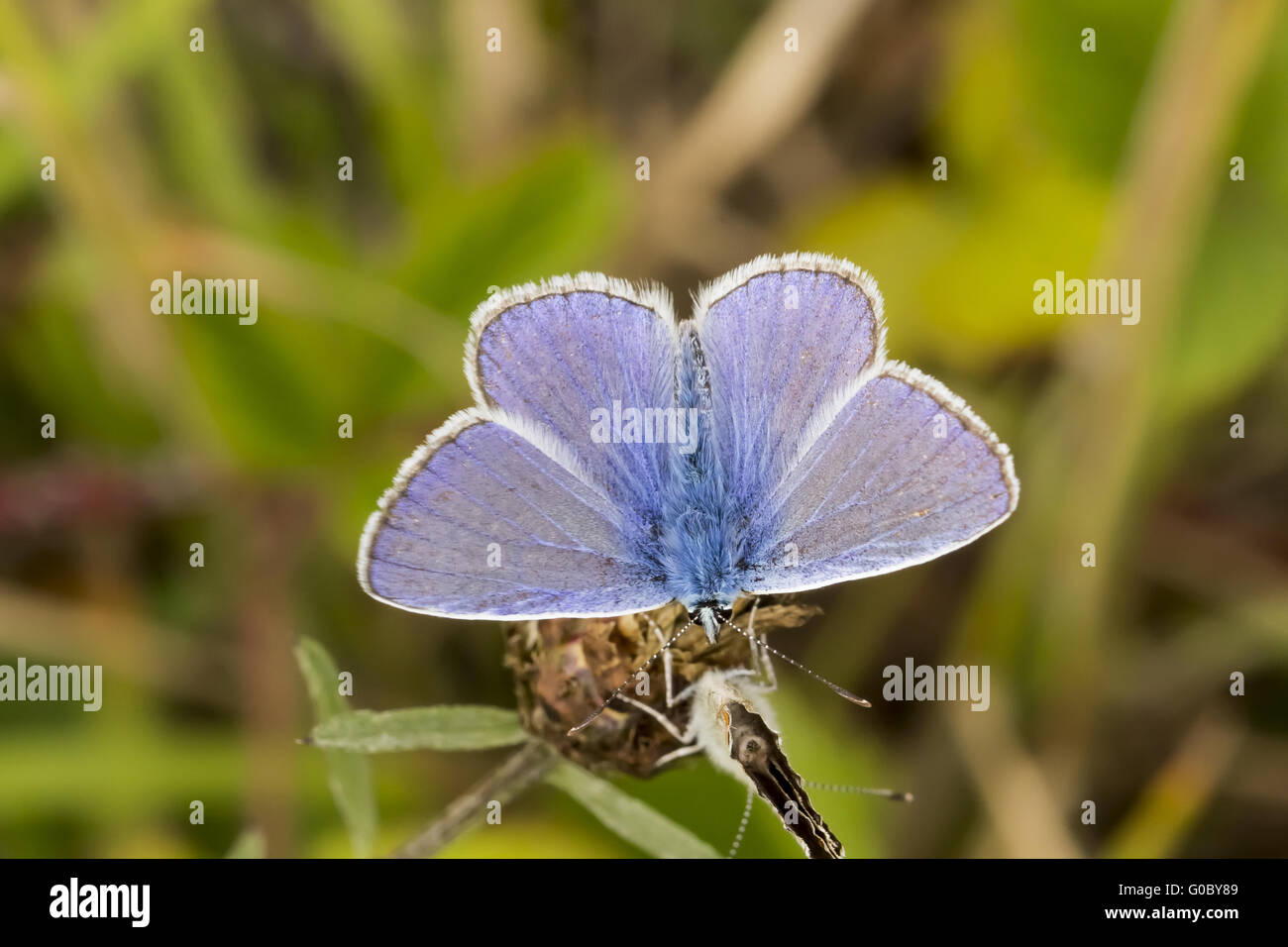 Polyommatus icarus, Common Blue butterfly, Germany Stock Photo - Alamy